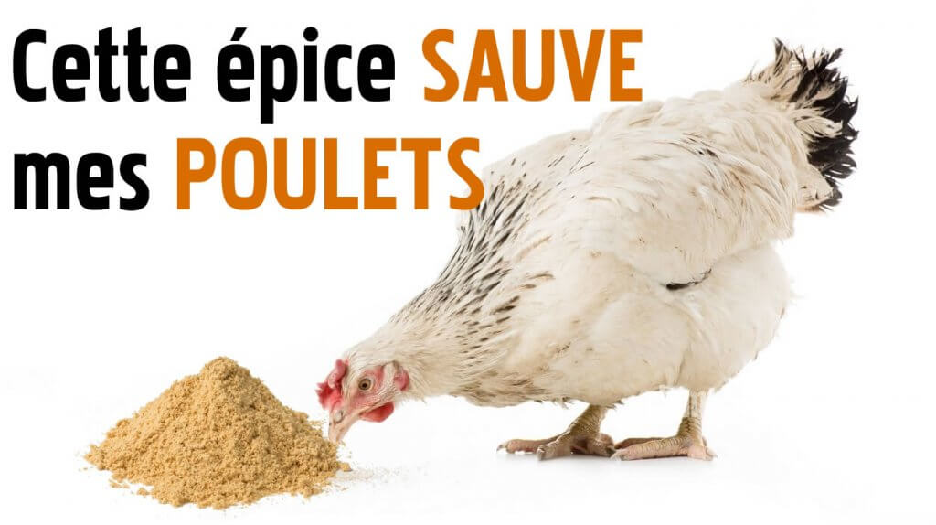 Que nous révèlent les fientes des poulets? – Les Techniques pour l ...